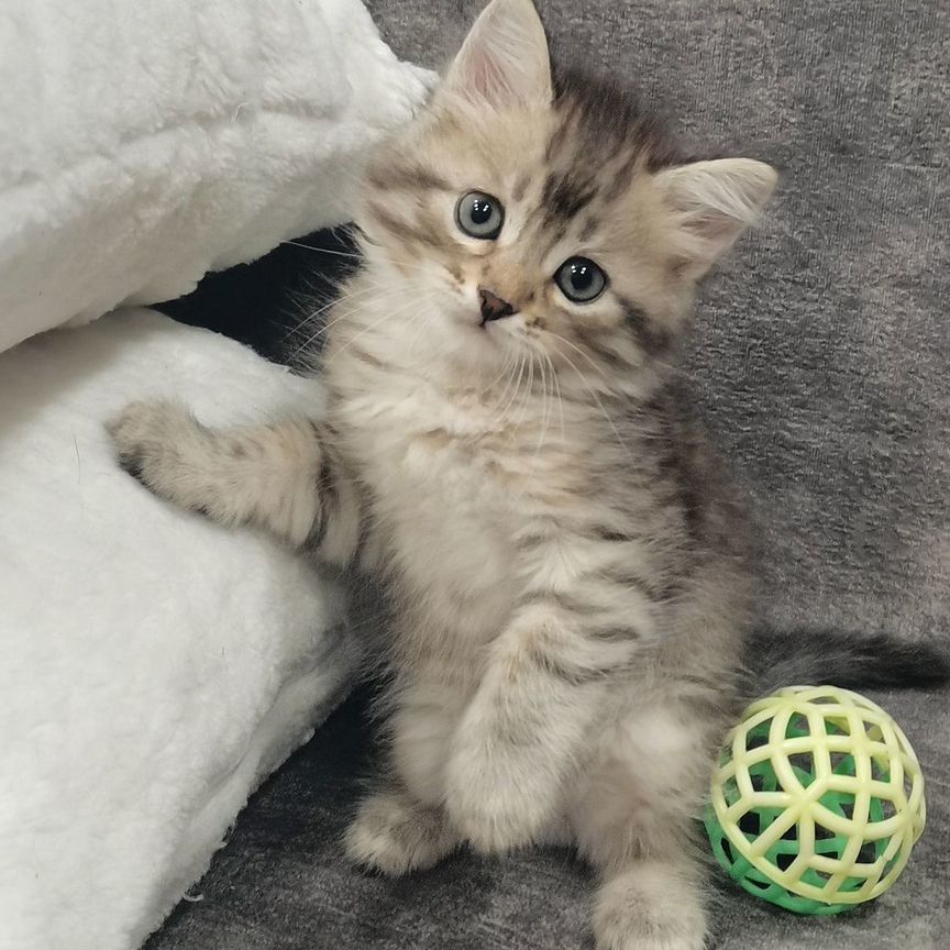 Сибирский котёнок