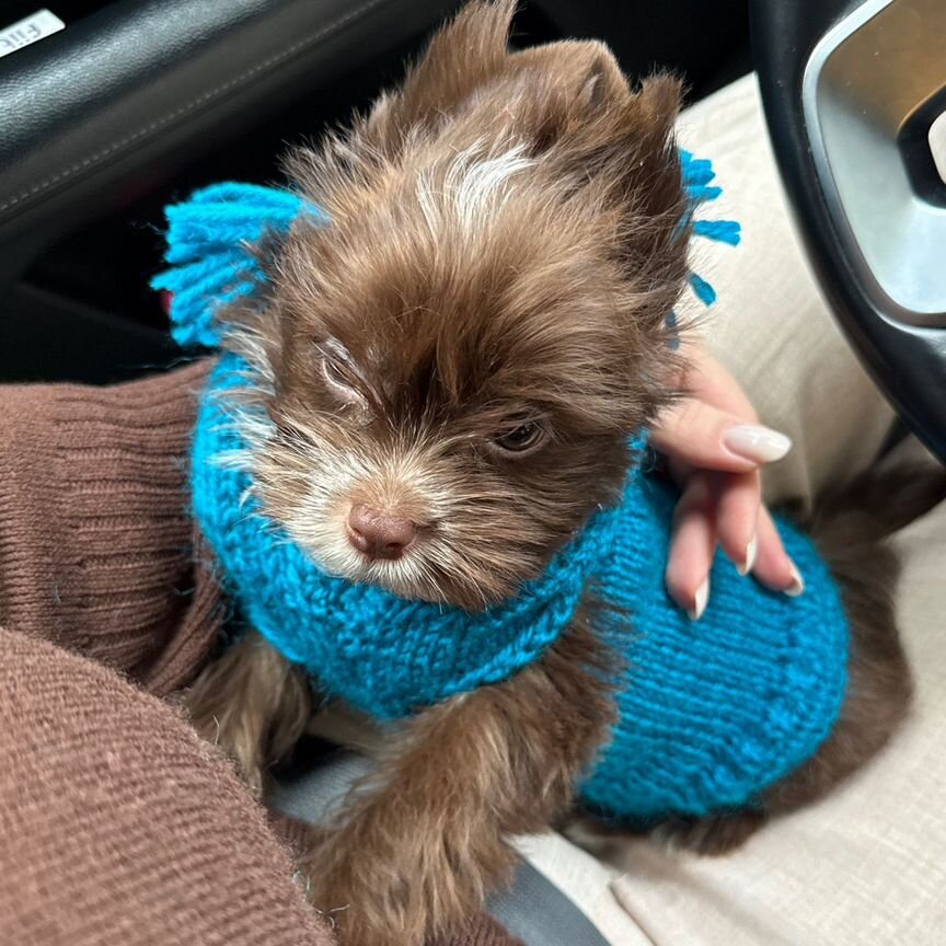 Йоркширский терьер, щенок