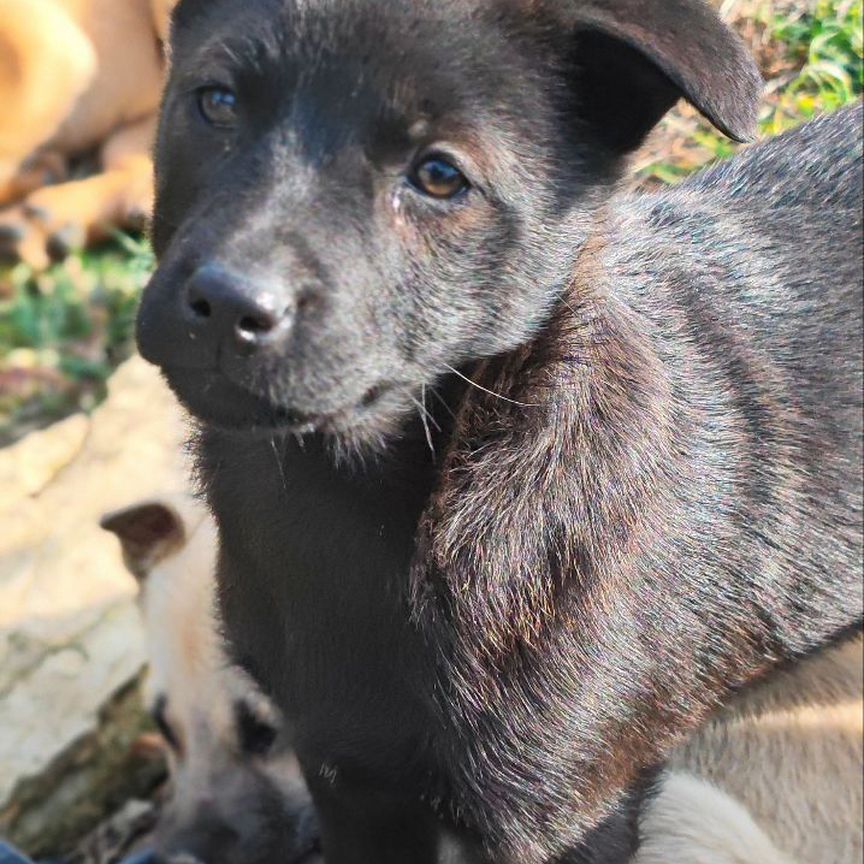 Щенок в добрые руки