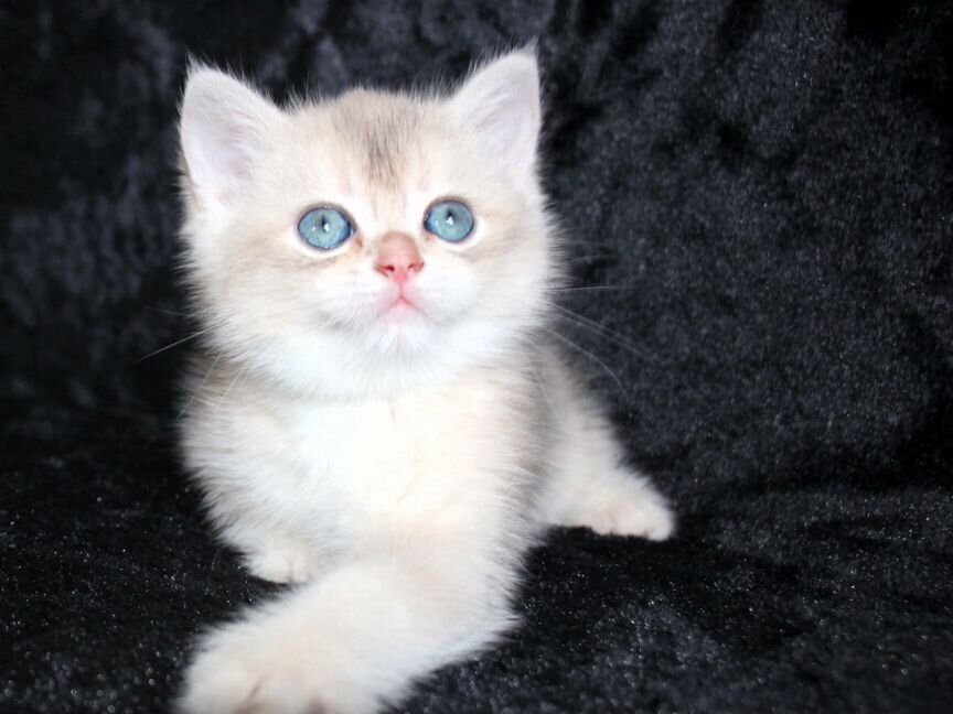 Мальчик BRI ay 11 голубое золото