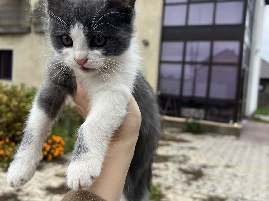 Котенок в дотрые руки