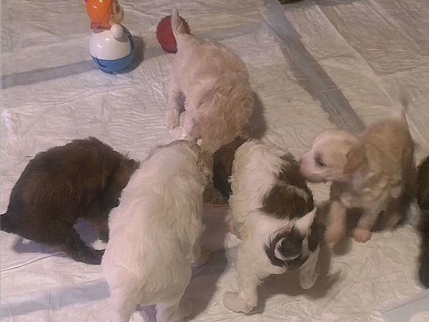 Щенки мелких пород