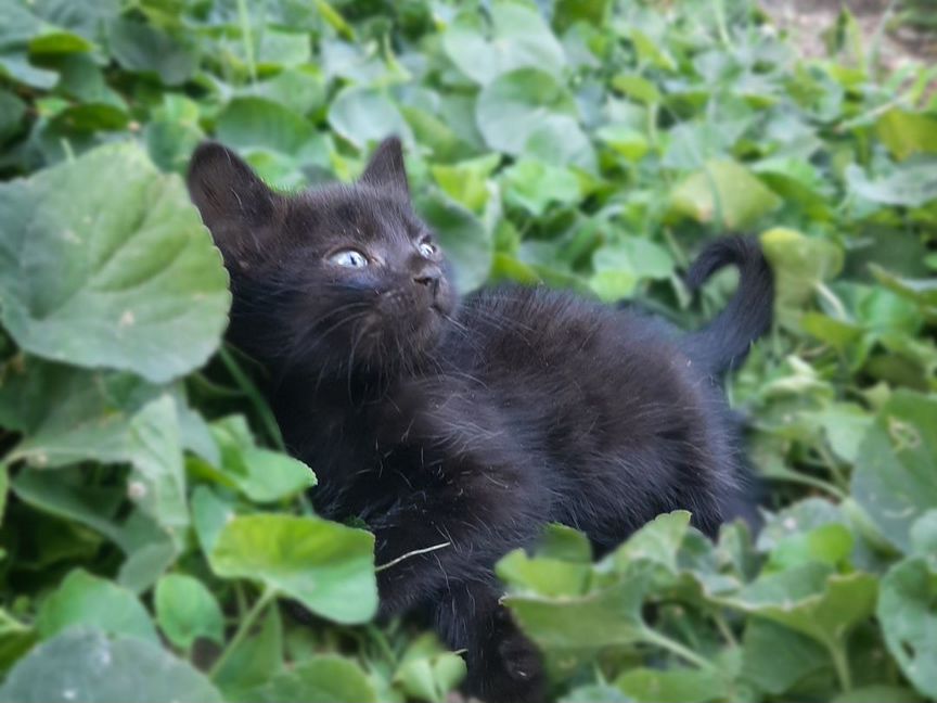 Котёнок в добрые руки