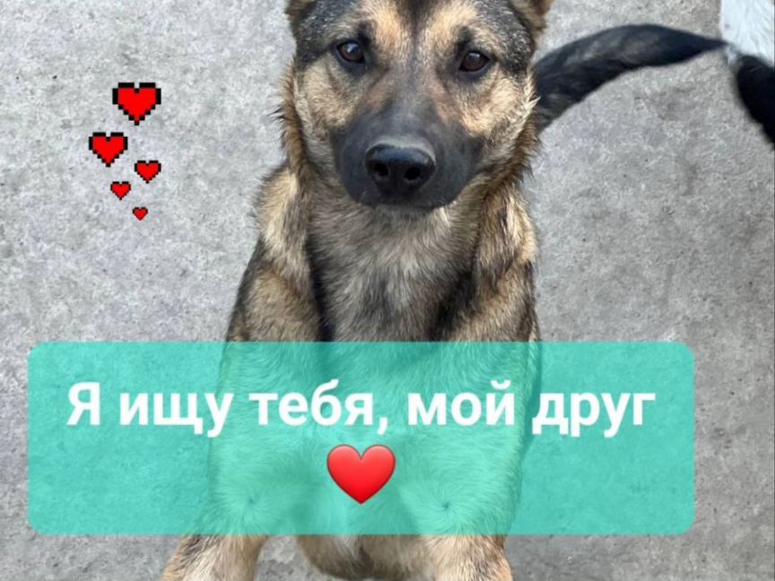 Собака в добрые руки (девочка)