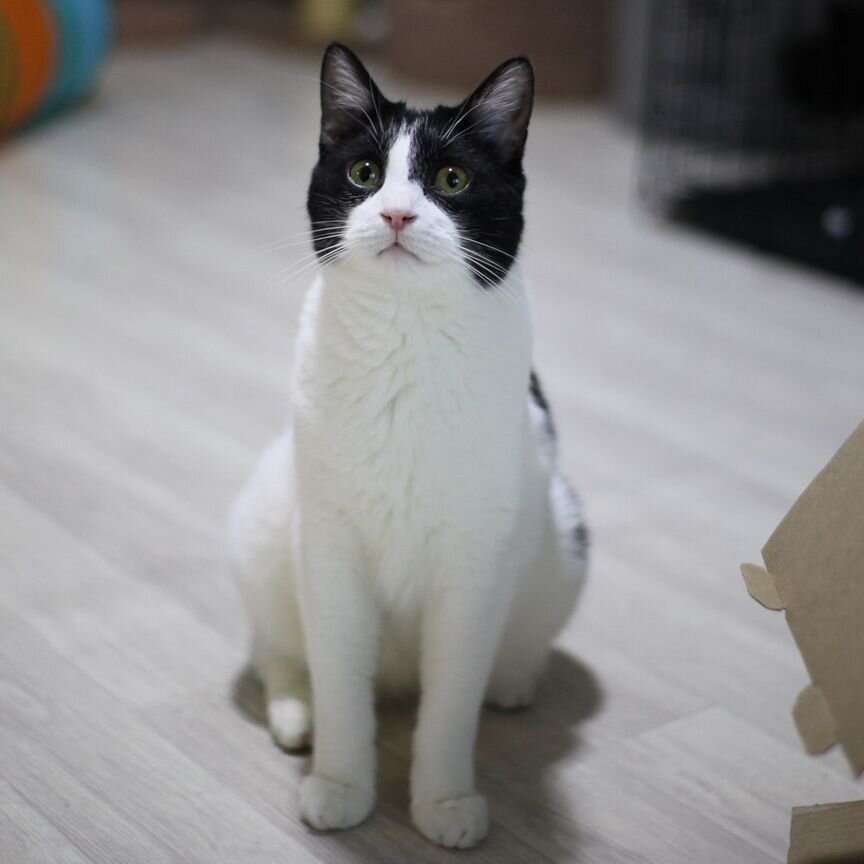 Взрослый кот в добрые руки