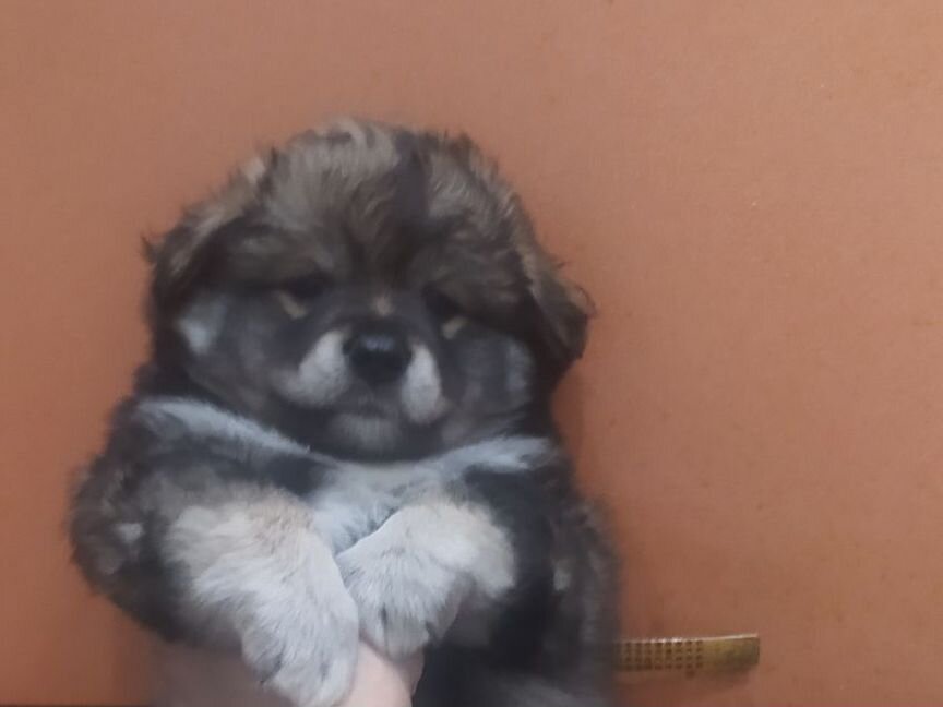 Померанский шпиц