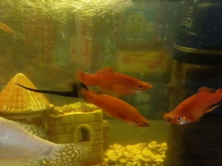 Аквариумные рыбки. Меченосцы