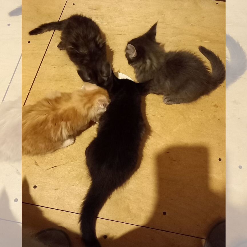 Майн кун котята