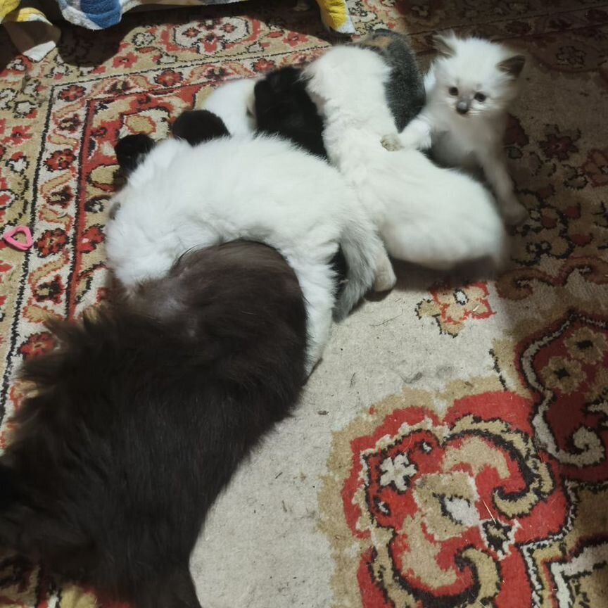 Котята в добрые руки 1 месяц