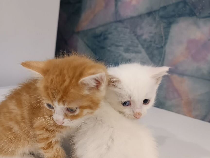 Отдам бесплатно животные