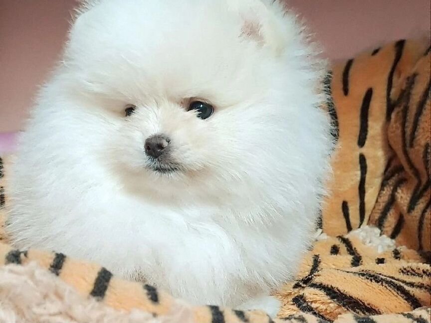 Померанский шпиц