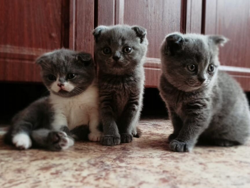 Шотландская вислоухая