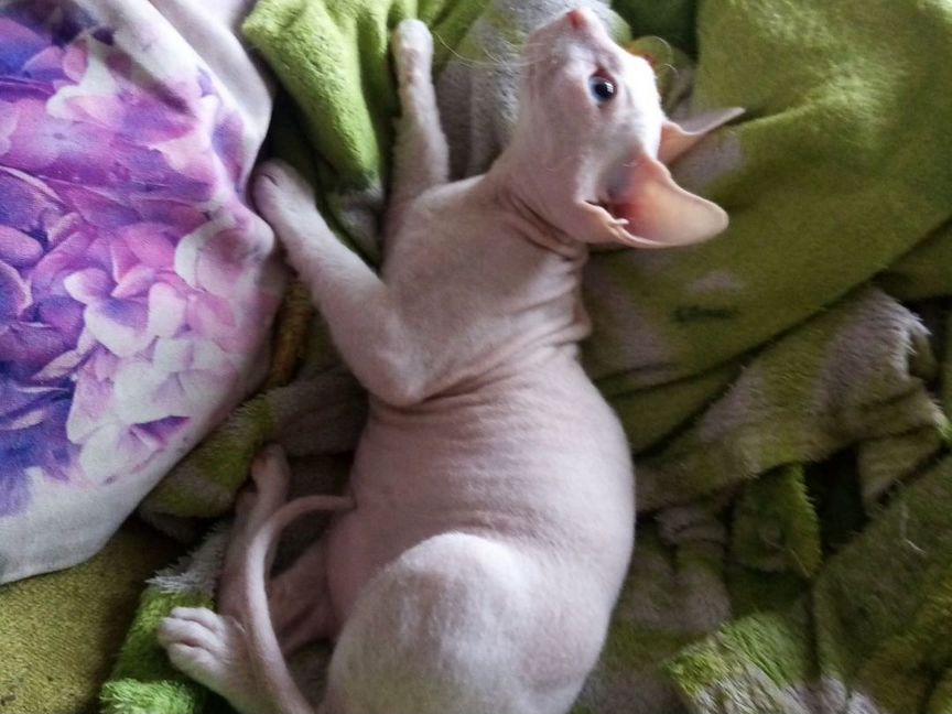 Донской сфинкс велюр котенок