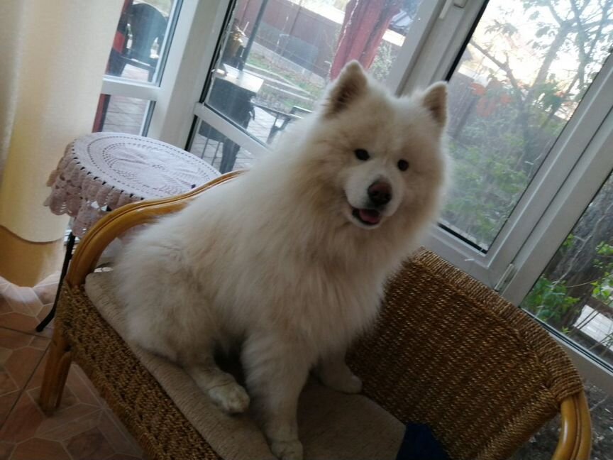 Самоедская лайка