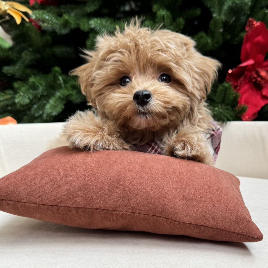 Мальтипу, щенок