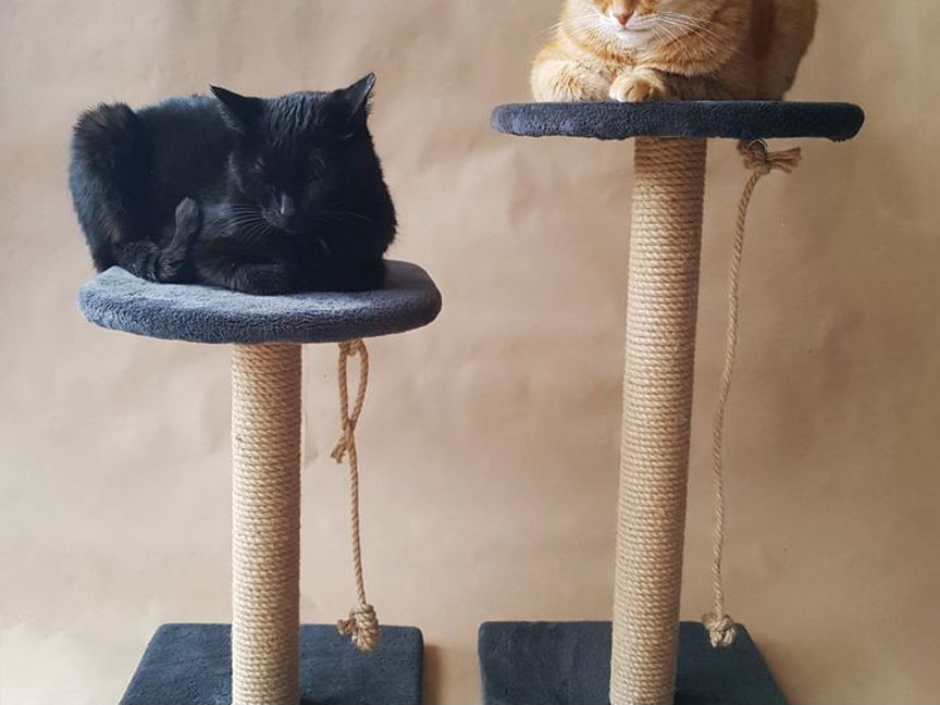 Когтеточка