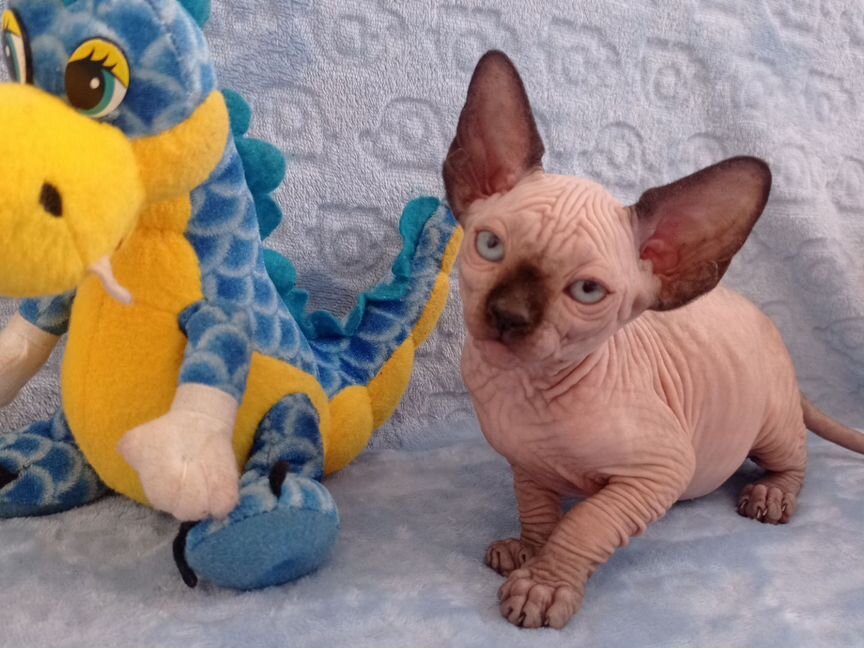 Канадский сфинкс малышка