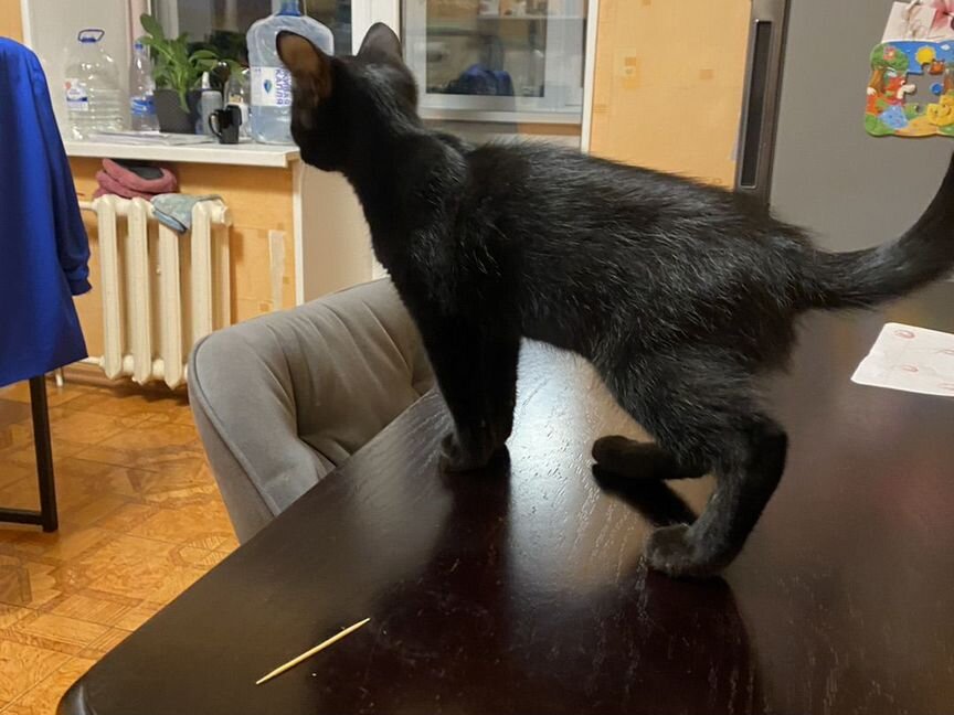 Котенок в добрые руки