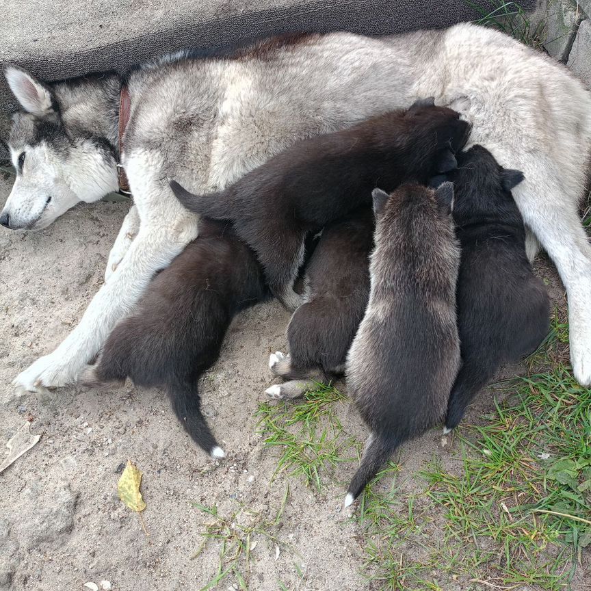 Очаровательные детки хаски в добрые руки