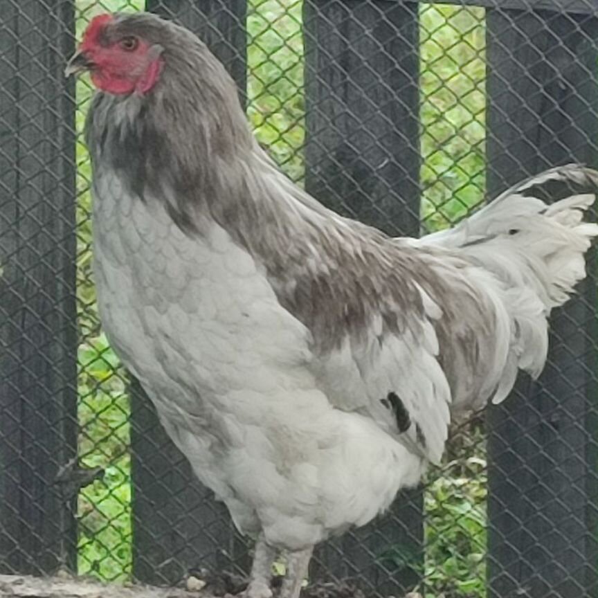 Петушки Сильверудд Блю,мараны