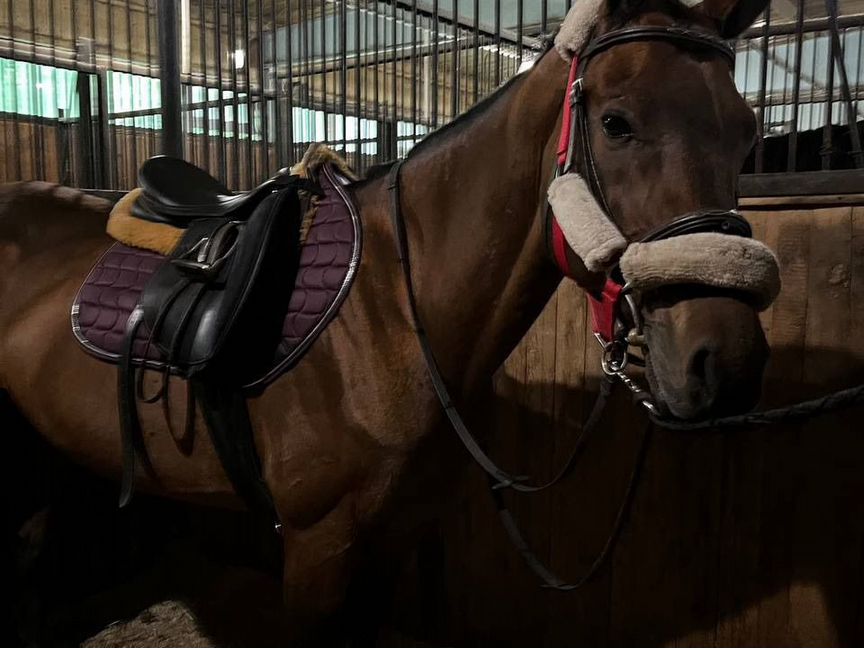 Конные вещи