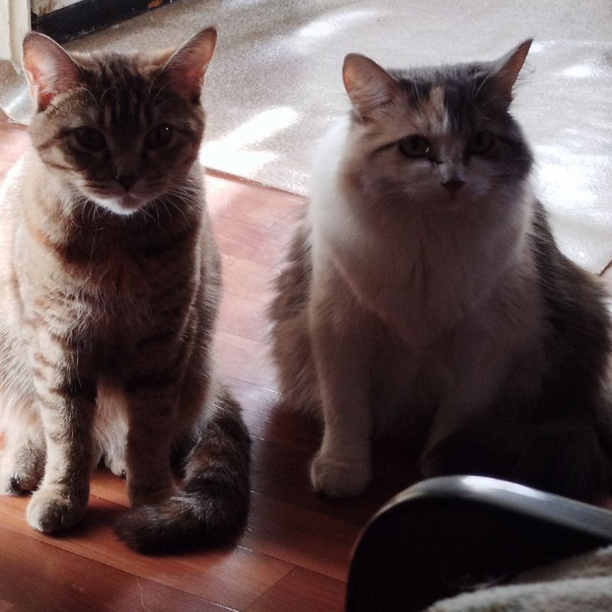 Взрослая кошка в добрые руки