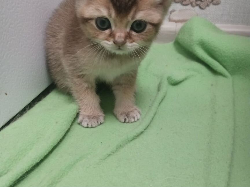 Шотландские прямоухий котенок