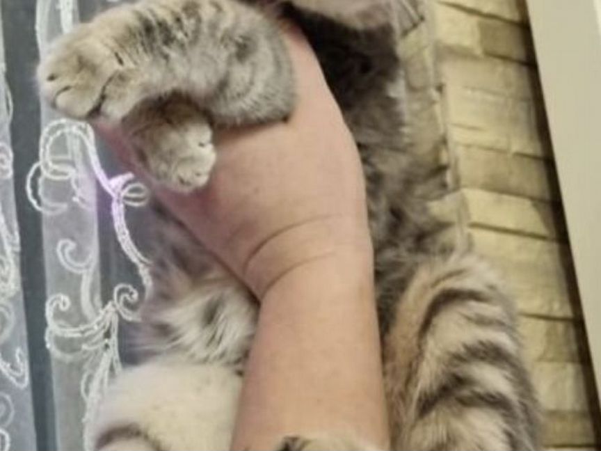 Котик Тайсон