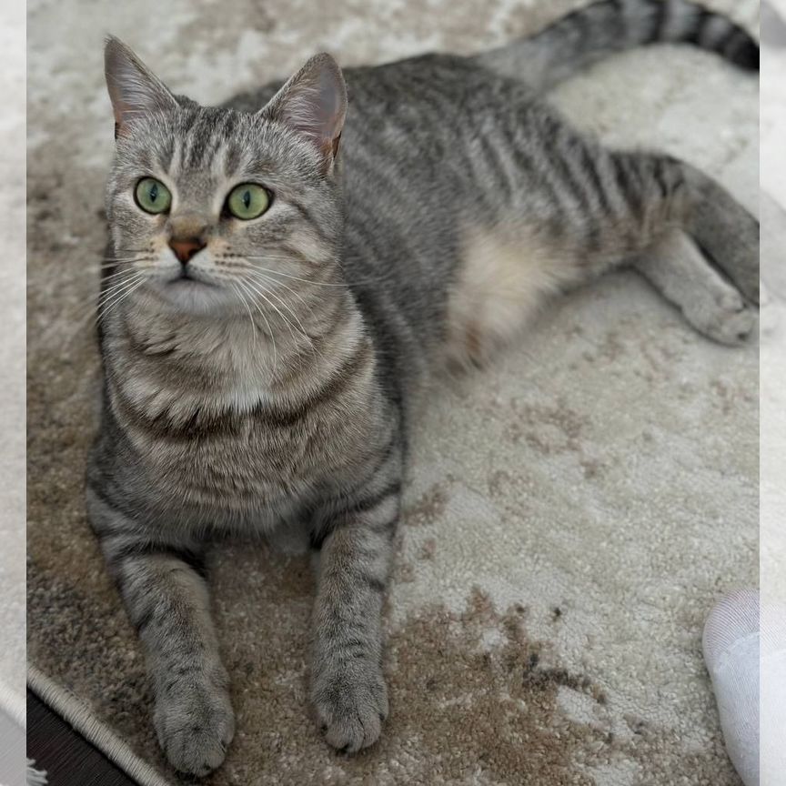 Кошка британка