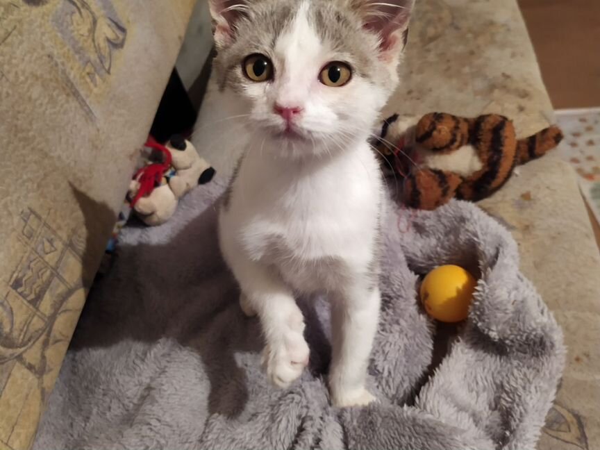 Кошка
