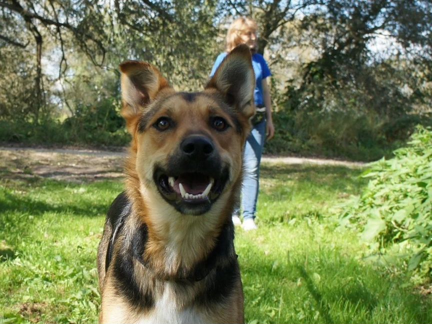 Собака в добрые руки