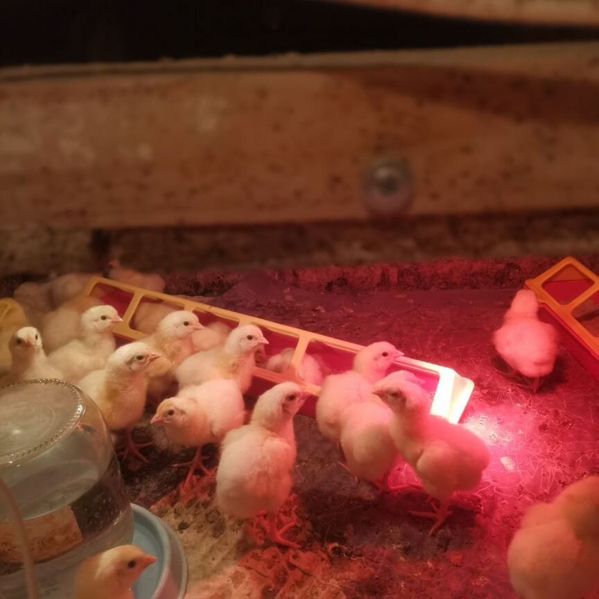 Цыплята бройлеры 500