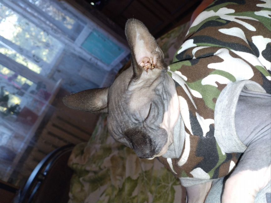 Канадский сфинкс