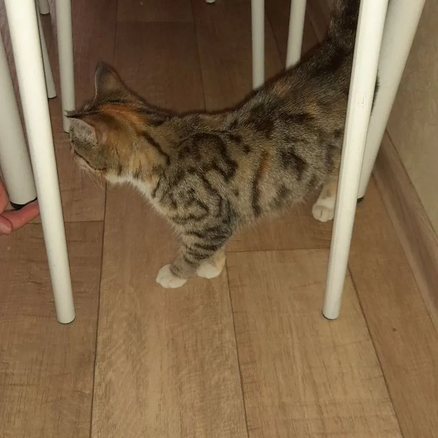 Кошка в добрые