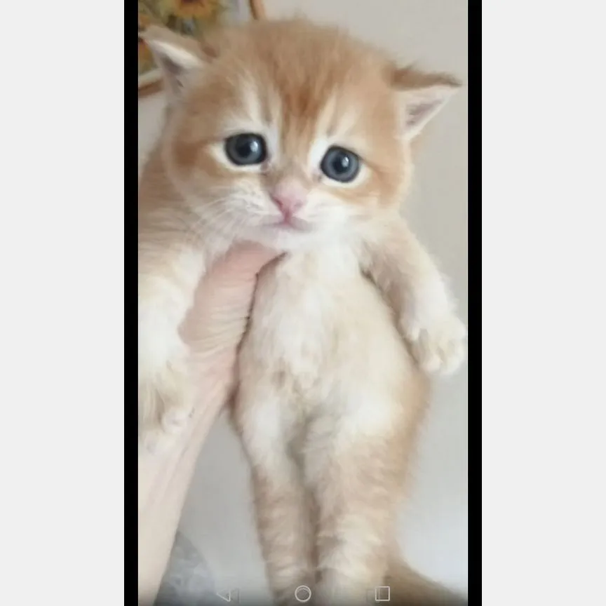 Британский котенок