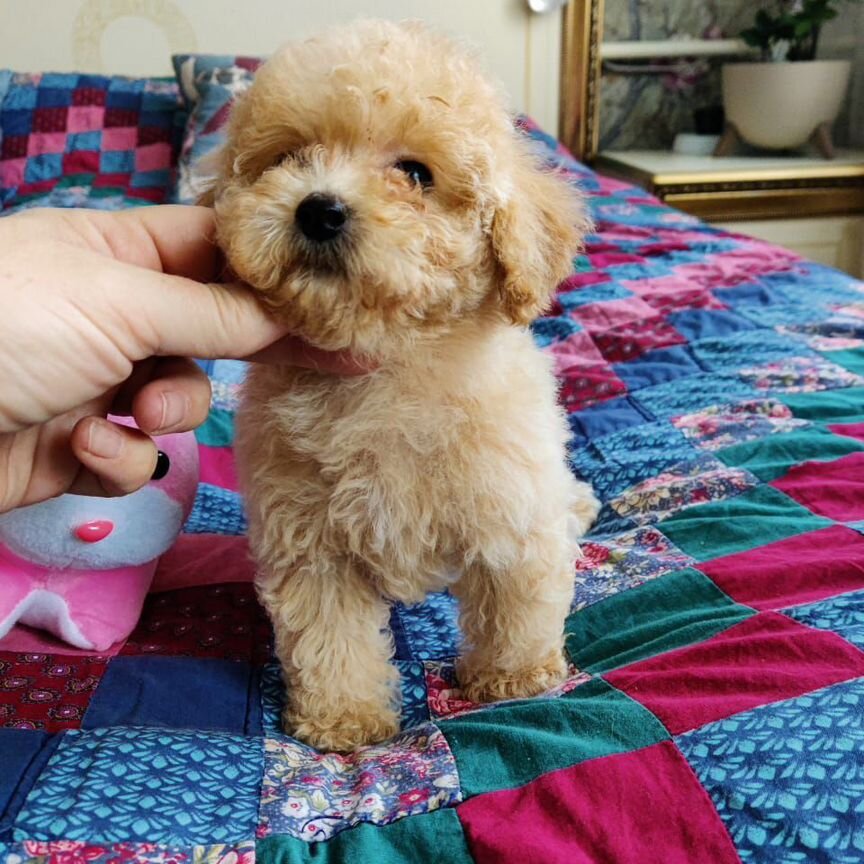 Девочка мальтипу в добрые руки