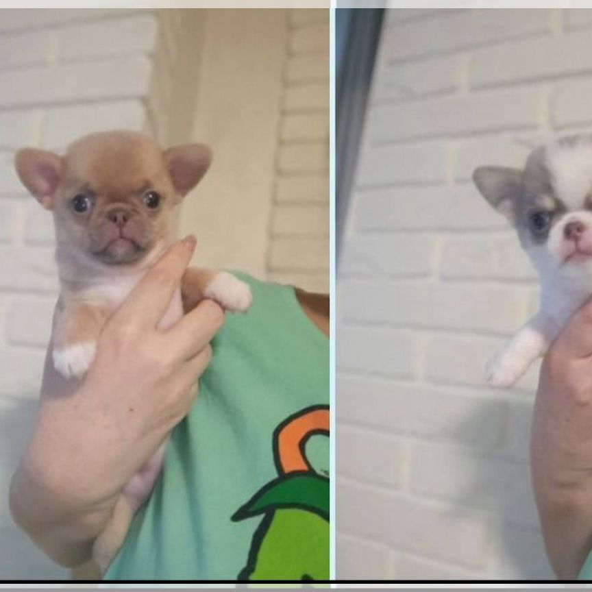 Чихуахуа, щенок