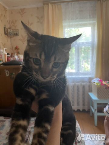 Домашние животные кошки
