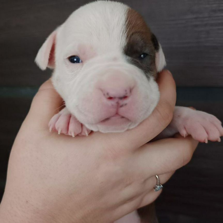 Щенки стаффорда