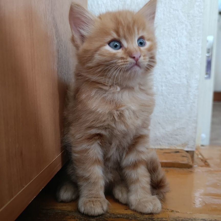 Котята в добрые руки бесплатно