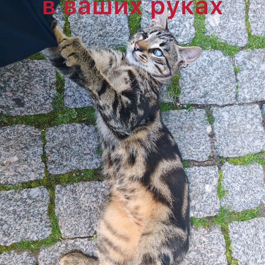 Ласковый котик на кладбище, нужен хозяин