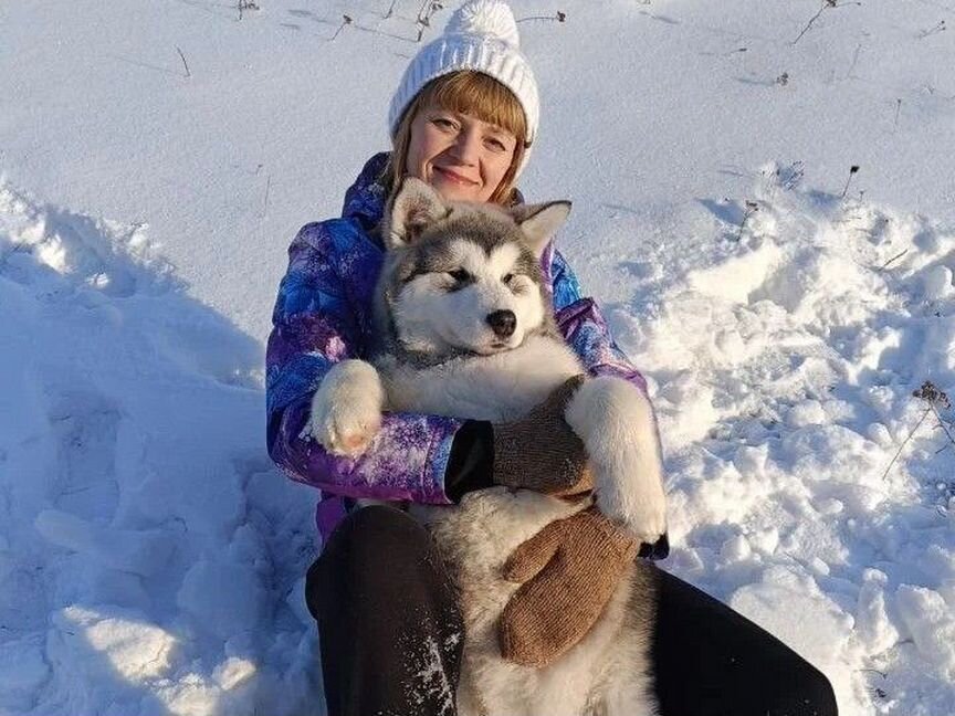 Аляскинский маламут щенки