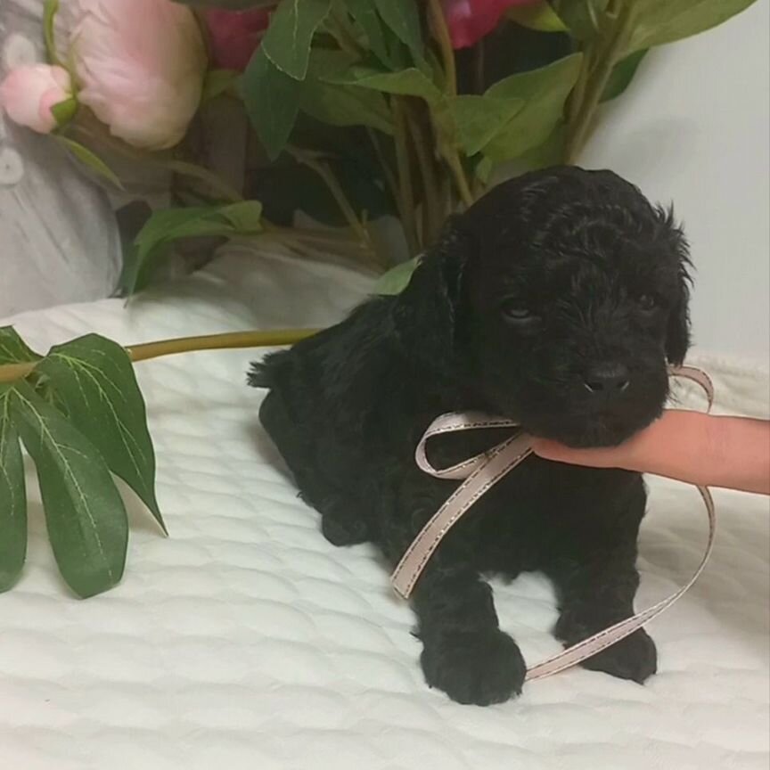 Щенки той пуделя