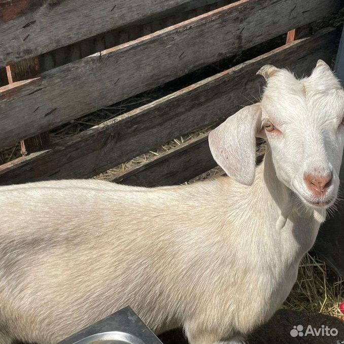 Коза нубийская