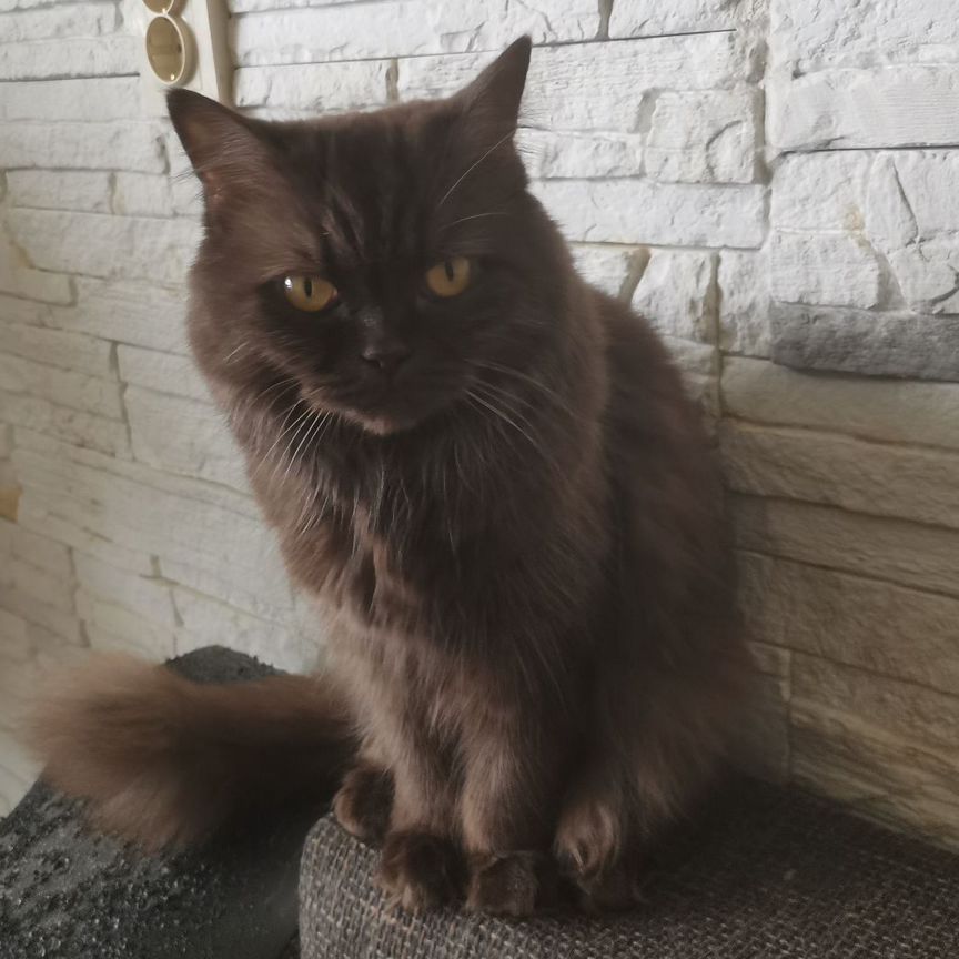 Шотландский вислоухий длинношёрстный котёнок