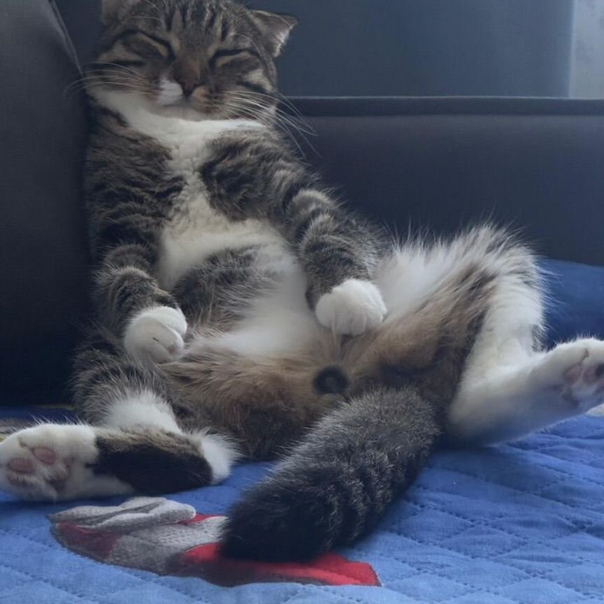 Шотландский вислоухий длинношёрстный, взрослый кот