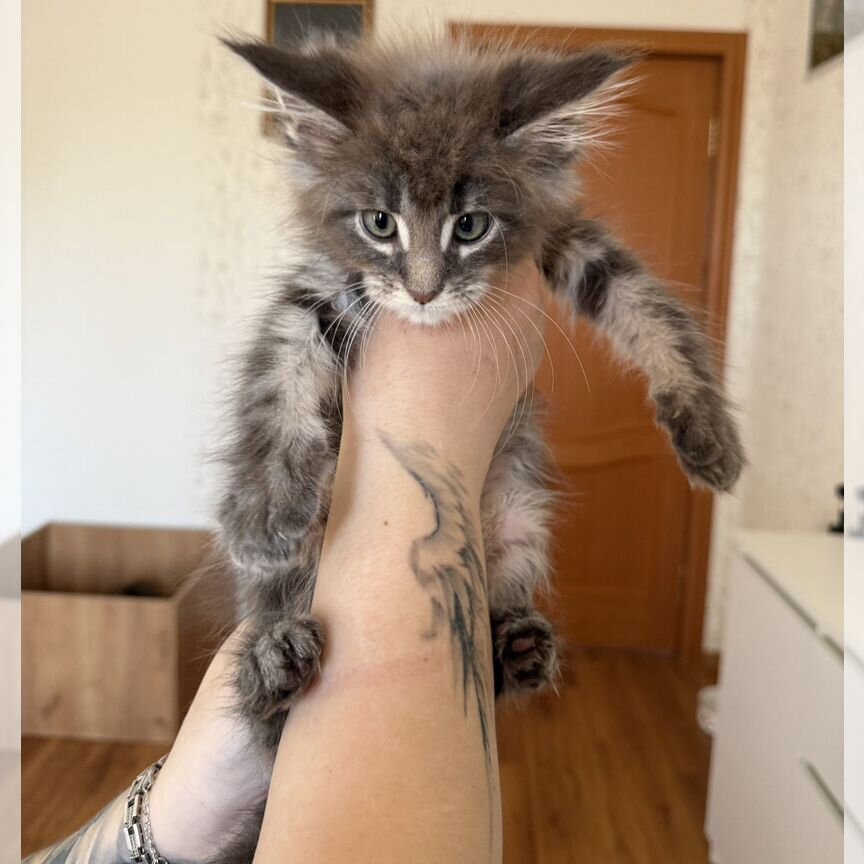 Мейн-кун котёнок