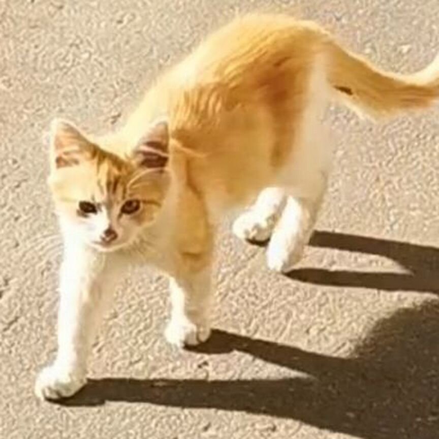 Рыжий котенок ищет дом и хозяина