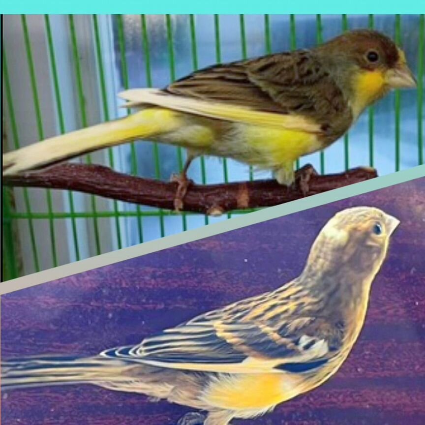 Цветные и желтые канарейки