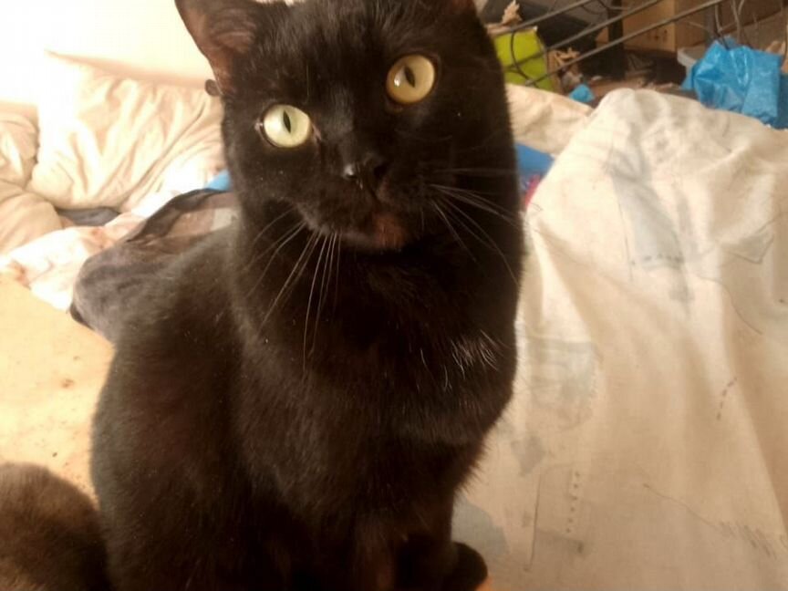 Чёрная, ласковая кошечка живёт в плохих условиях